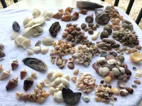 How to Bring Seashells Home Safely – Little Brown Cookbook